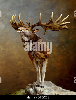 Irish elk, giant deer or Irish deer, Megaloceros giganteus, extinct ...