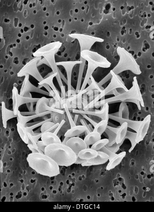 Coccolithophore. Scanning electron micrograph (SEM) of Emiliana ...