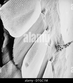 Morpho menelaus Cramer's blue butterfly Stock Photo - Alamy