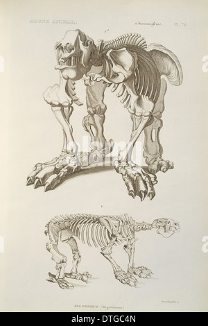 Skeleton of Giant ground sloth (Megatherium americanum). Natural ...