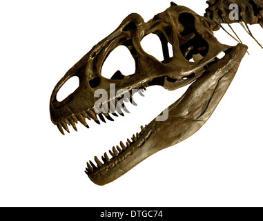Allosaurus at the Dinosaur Exhibit Museum of Natural History NYC Stock ...