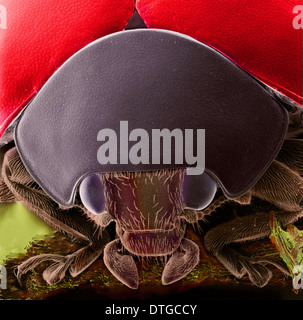 Scanning electron micrograph (SEM) of Ladybug larva (Coccinella ...