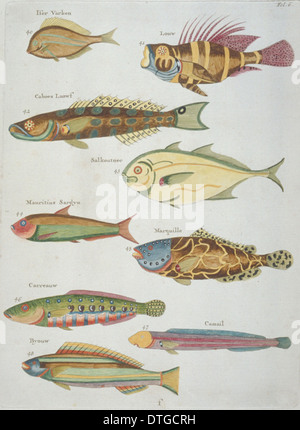 Colourful illustration of nine fish Stock Photo - Alamy