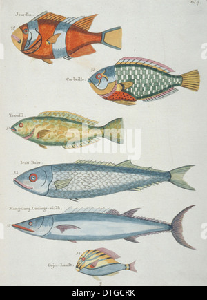 Colourful illustration of six fish Stock Photo - Alamy