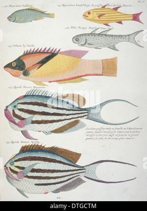 Colourful illustration of six fish Stock Photo - Alamy