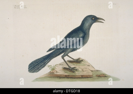 Common Grackle (Quiscalus quiscula), Florida Stock Photo - Alamy