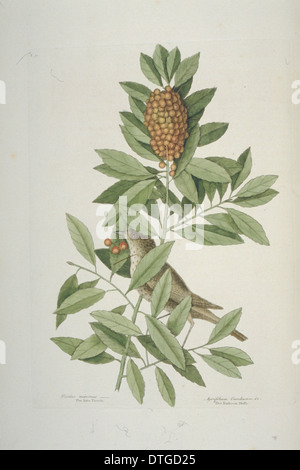 Grey-cheeked Thrush (Catharus minimus), Texas Stock Photo - Alamy