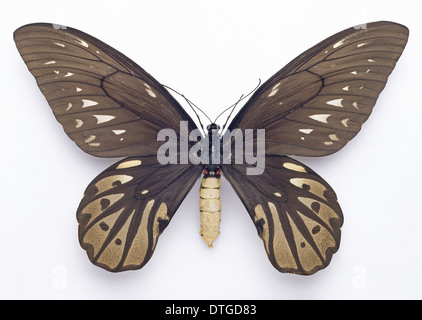 Queen Alexandra's Birdwing (Ornithoptera alexandrae) is the largest ...
