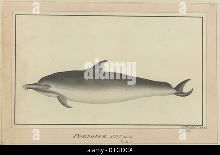 Short-beaked Common Dolphin (Delphinus delphis), drawing Stock Photo ...