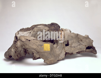 Toxodon platensis skull. This Pleistocene specimen was collected by ...