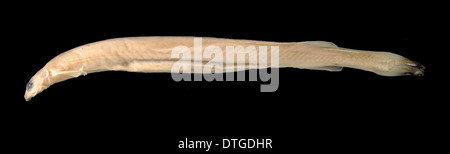 Vandellia cirrhosa, candiru Stock Photo - Alamy