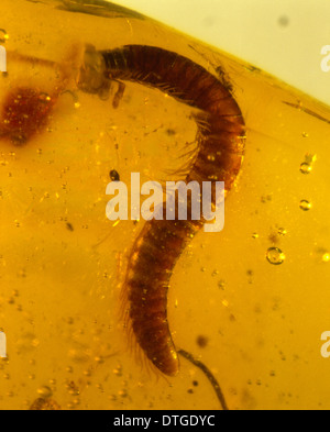 Millipede in amber Stock Photo - Alamy