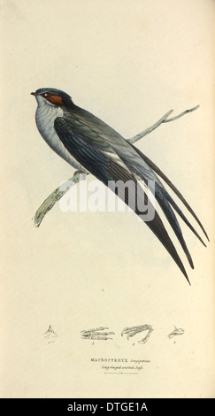 Crested tree swift Stock Photo - Alamy