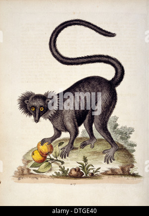 the black lemur Eulemur macaco Lemuridae Lemuriformes primate ...