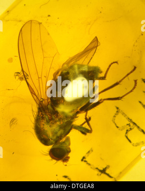 Prehistoric fly preserved in Baltic Amber (Lithuania Stock Photo - Alamy