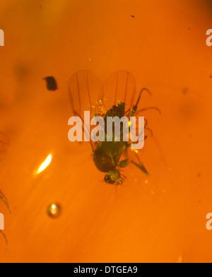 Scuttle fly in Dominican amber Stock Photo - Alamy