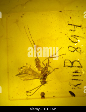 Braconid Wasp (Braconidae Stock Photo - Alamy