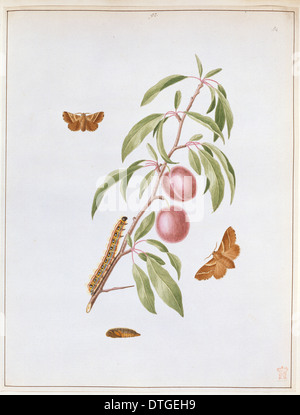 Lackey moth (Malacosoma neustria). Illustration from 'The Aurelian: or ...