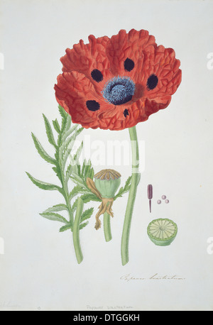 Papaver orientale, oriental poppy Stock Photo - Alamy