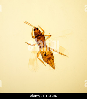 Thrips Thysanoptera (Aeolothrips: Aeolothripidae). Its predatory insect ...