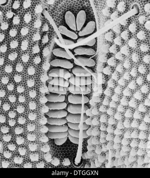 Electron Micrograph of a springtail Stock Photo - Alamy