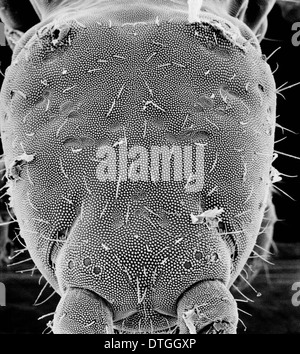 Electron Micrograph of a springtail Stock Photo - Alamy