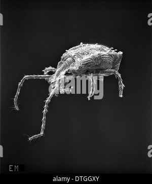 A Clover Mite, Bryobia praetiosa in Ambleside, Lake District, UK Stock ...