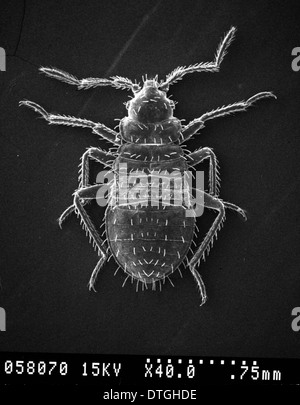 Scanning electron micrograph of a true bug (hemiptera Stock Photo - Alamy