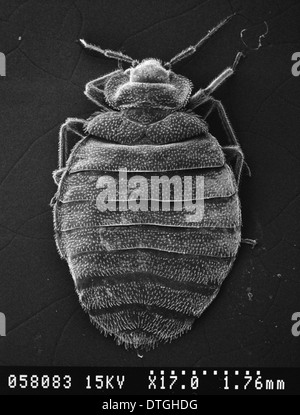 Scanning electron micrograph of a true bug (hemiptera Stock Photo - Alamy