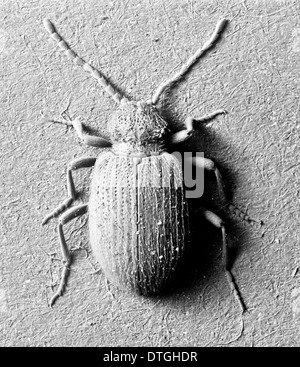 Australian spider beetle (Ptinus tectus) adult Stock Photo - Alamy