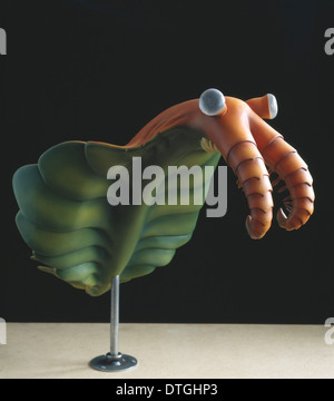Anomalocaris canadensis, arthropod Stock Photo - Alamy