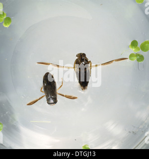 Water Boatmen (Corixidae) Insecta Stock Photo - Alamy