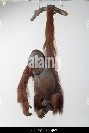 Bornean orangutan (Pongo pygmaeus) specimen held at the Natural History ...