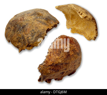Homo neanderthalensis (Swanscombe 1) Cranium Stock Photo - Alamy