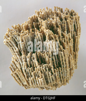 Goldfuss, Georg August Stock Photo - Alamy