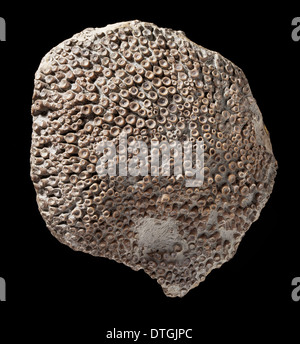 Rugose Coral Fossil Stock Photo - Alamy