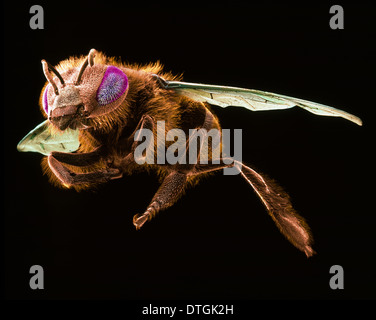 scanning electron microscope image of a honey bee stinger showing its ...