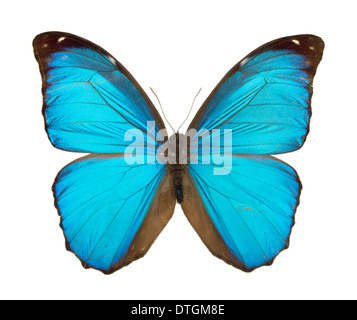 Morpho menelaus Cramer's blue butterfly Stock Photo - Alamy