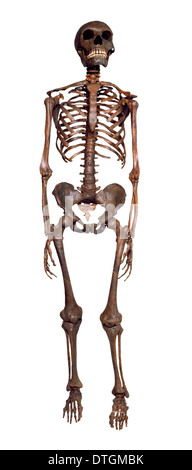 Pelvis Of Neanderthal Man Stock Photo - Alamy