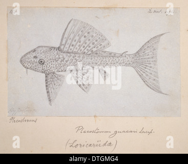 Illustration of a ray-finned fish catfish also known as mud cat ...