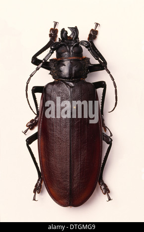 Titan beetle (Titanus giganteus). This longhorn beetle (family ...