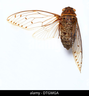 Six O'clock Cicada (Pomponia merula), Borneo, Malaysia Stock Photo - Alamy