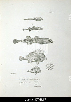 THE ZOOLOGY OF THE VOYAGE OF THE HMS BEAGLE illustration of a Galapagos ...