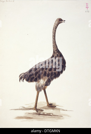 Illustration, anatomy of ostrich (Struthio camelus Stock Photo - Alamy
