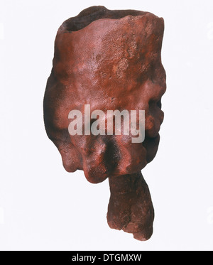 Neptune's cup sponge (Poterion patera) specimen Stock Photo - Alamy