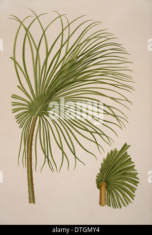 Livistona humilis, sand palm Stock Photo - Alamy