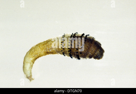 Human botfly (Dermatobia hominis) larvae, on leaf, French Guiana Stock ...