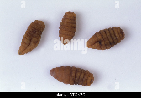 Tumbu fly larva Cordylobia anthropophaga in a human myiasis Stock Photo ...