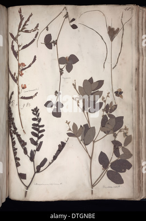 Lawson plant specimens Stock Photo - Alamy