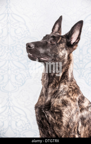 Dutch Shepherd Dog, Close Up Head and Shoulders outside in the Park ...